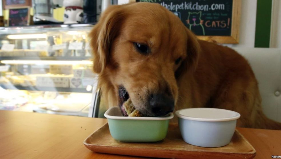 Perro comiendo - Cucinare