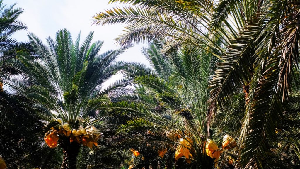 Alimentación silvestre: las frutas más exóticas de la Mesopotamia ...