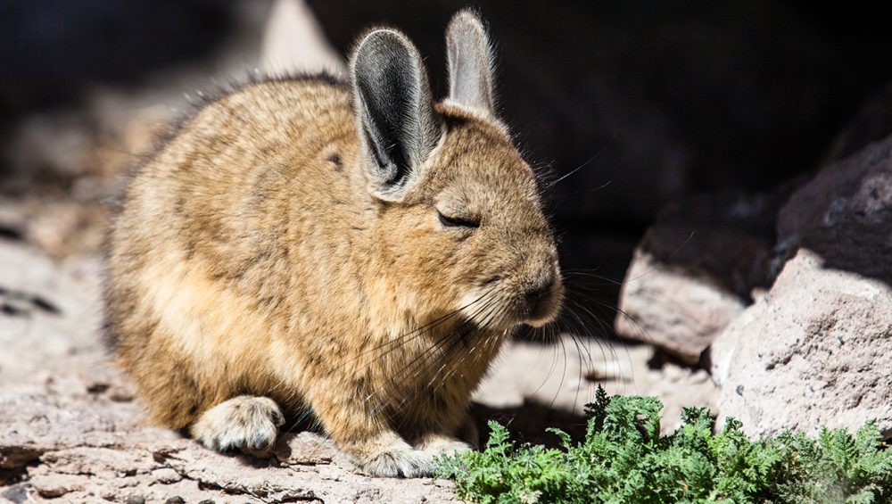 Vizcacha: secretos del roedor que pocos cocineros se animan a ofrecer ...