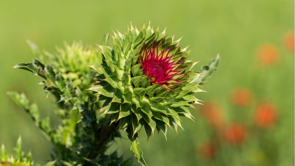 Cardo: todo lo que tenés que saber del producto clave de la bagna cauda ...